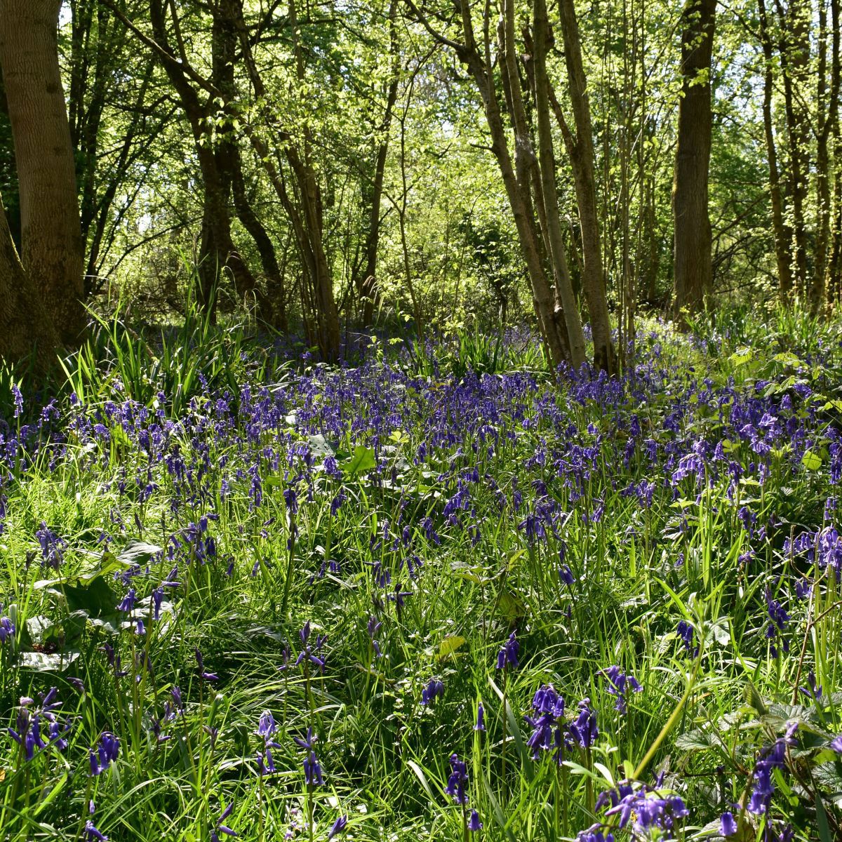 The Parks Trust | The Parks Trust